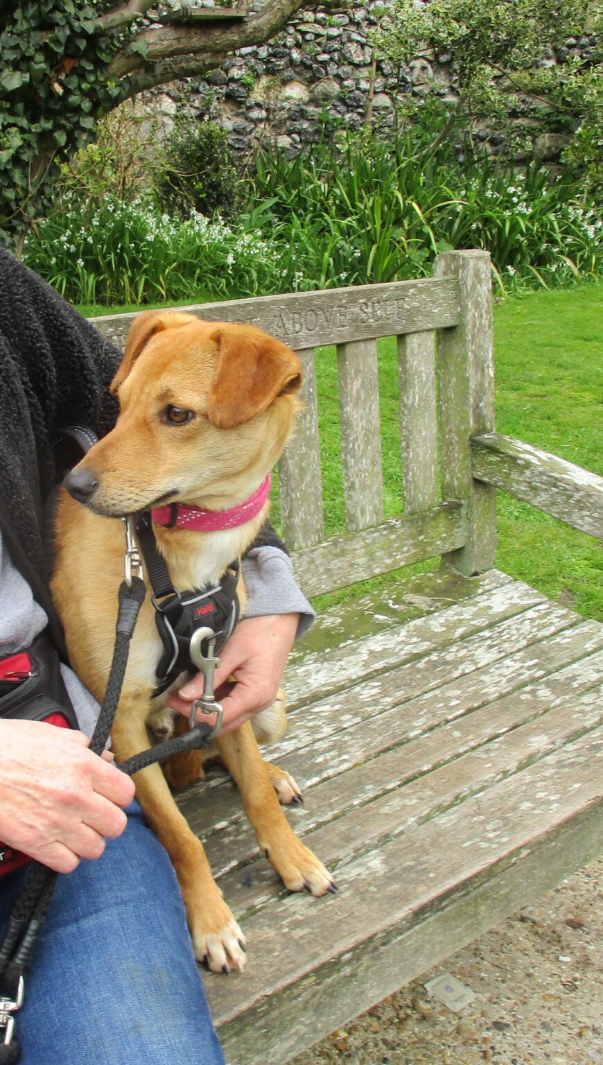 Dogs Looking For Homes